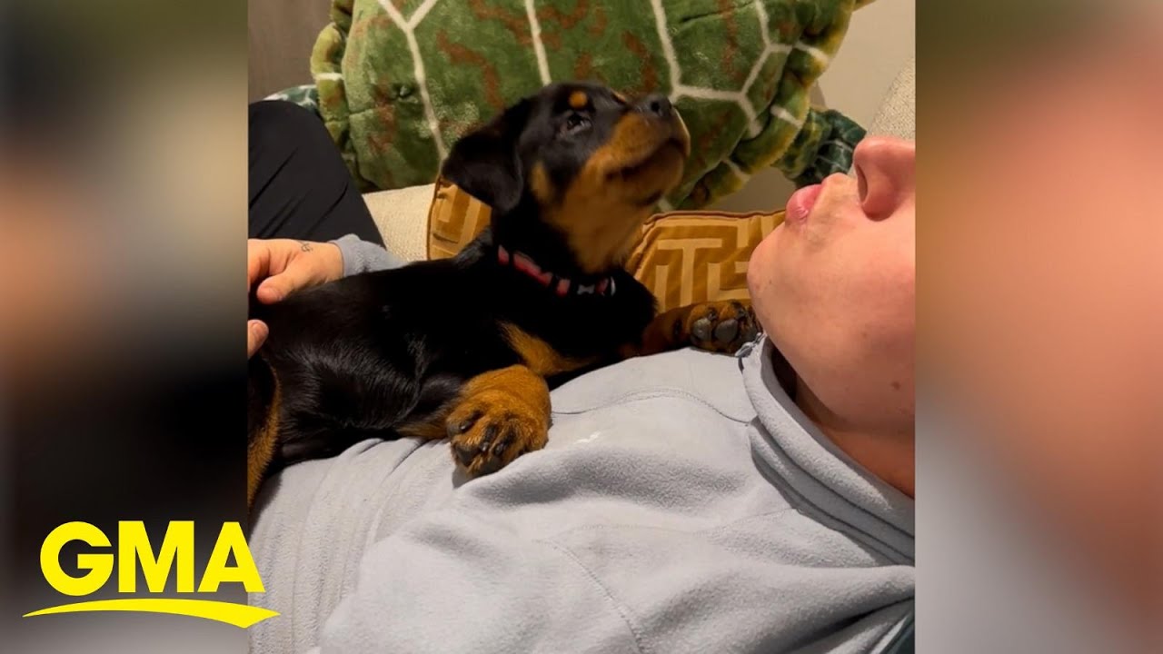 A-roo! Rottweiler puppy gets in her first tiny howls with help from her ...