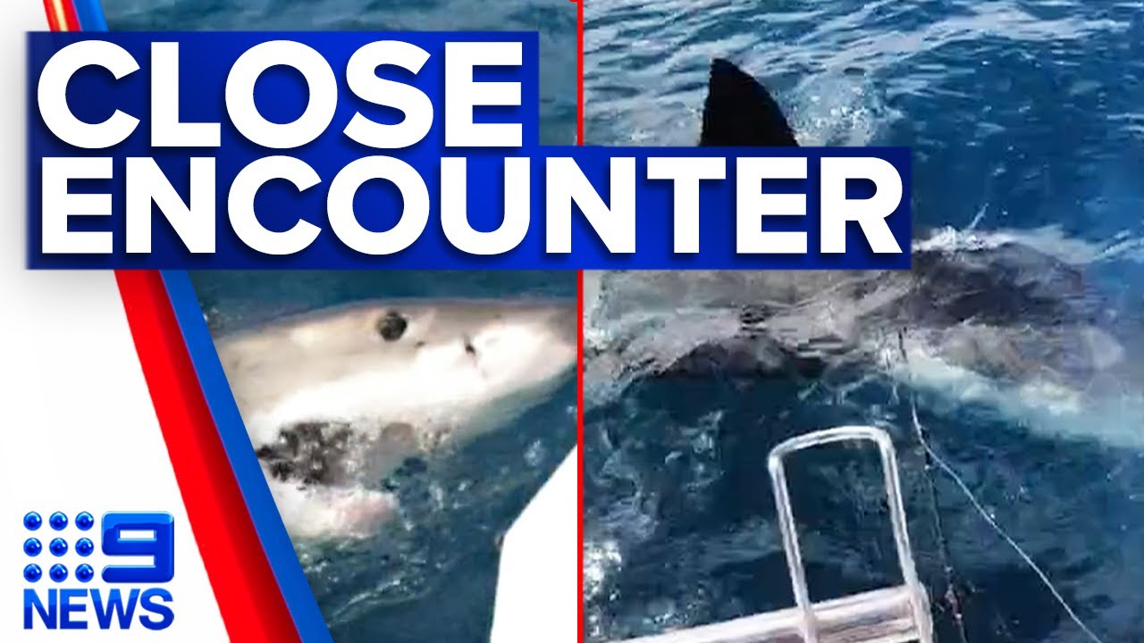 Terrifying video captures great white shark attacking boat in Victoria ...