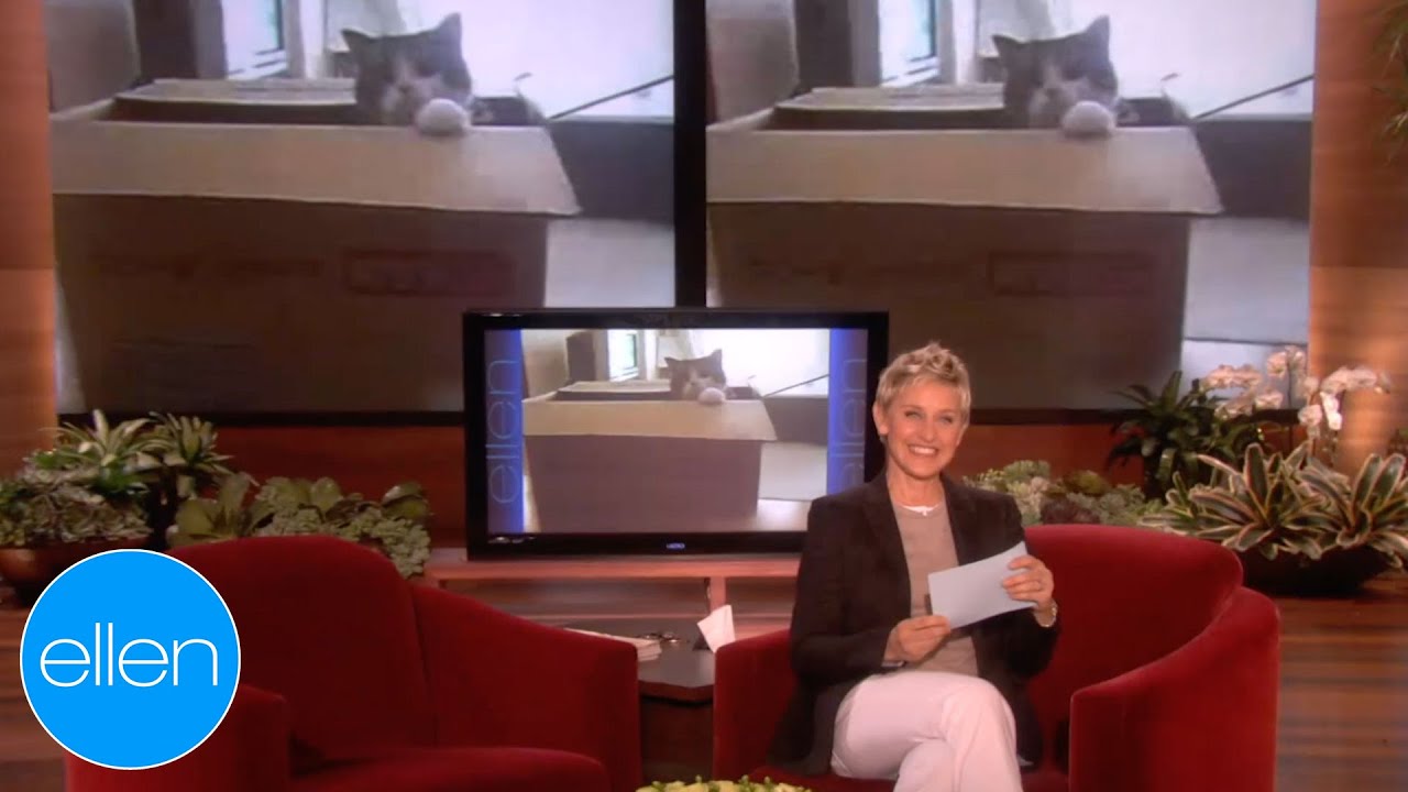 Ellen’s Favorite Cat Videos (Season 7) - The Global Herald