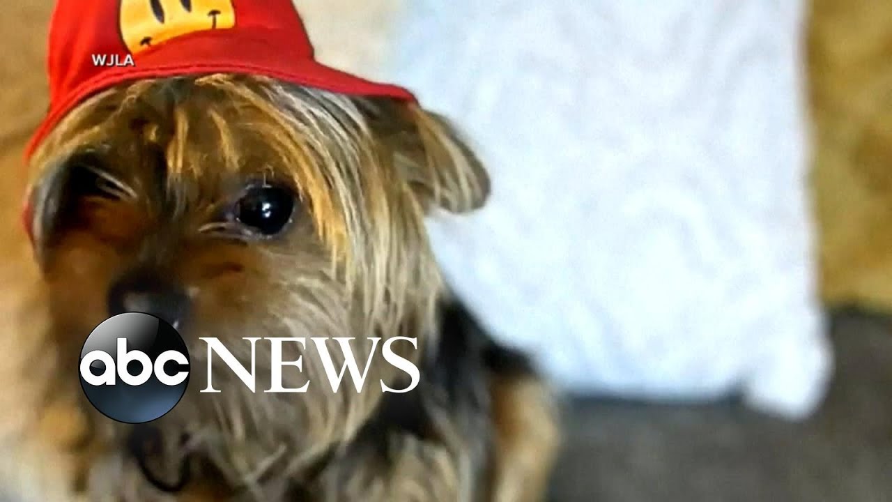 Former Marine uses training to track down a dognapper - The Global Herald