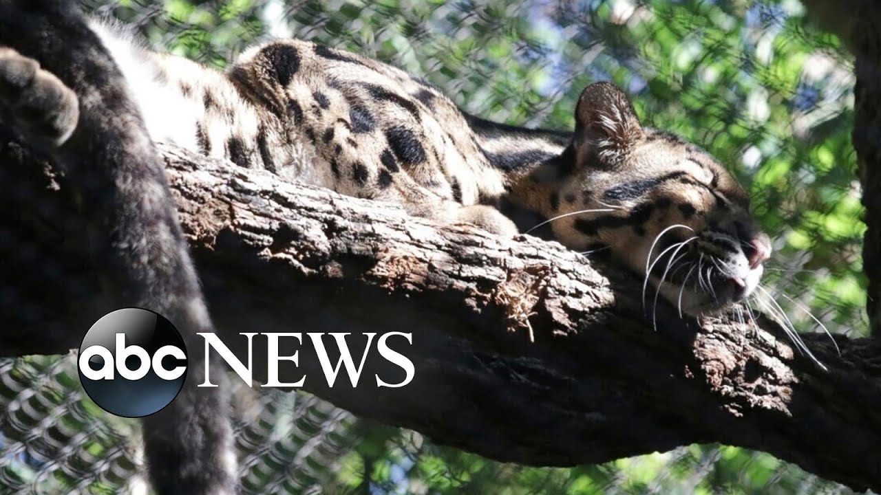 Dallas Zoo closes to search for missing clouded leopard - The Global Herald