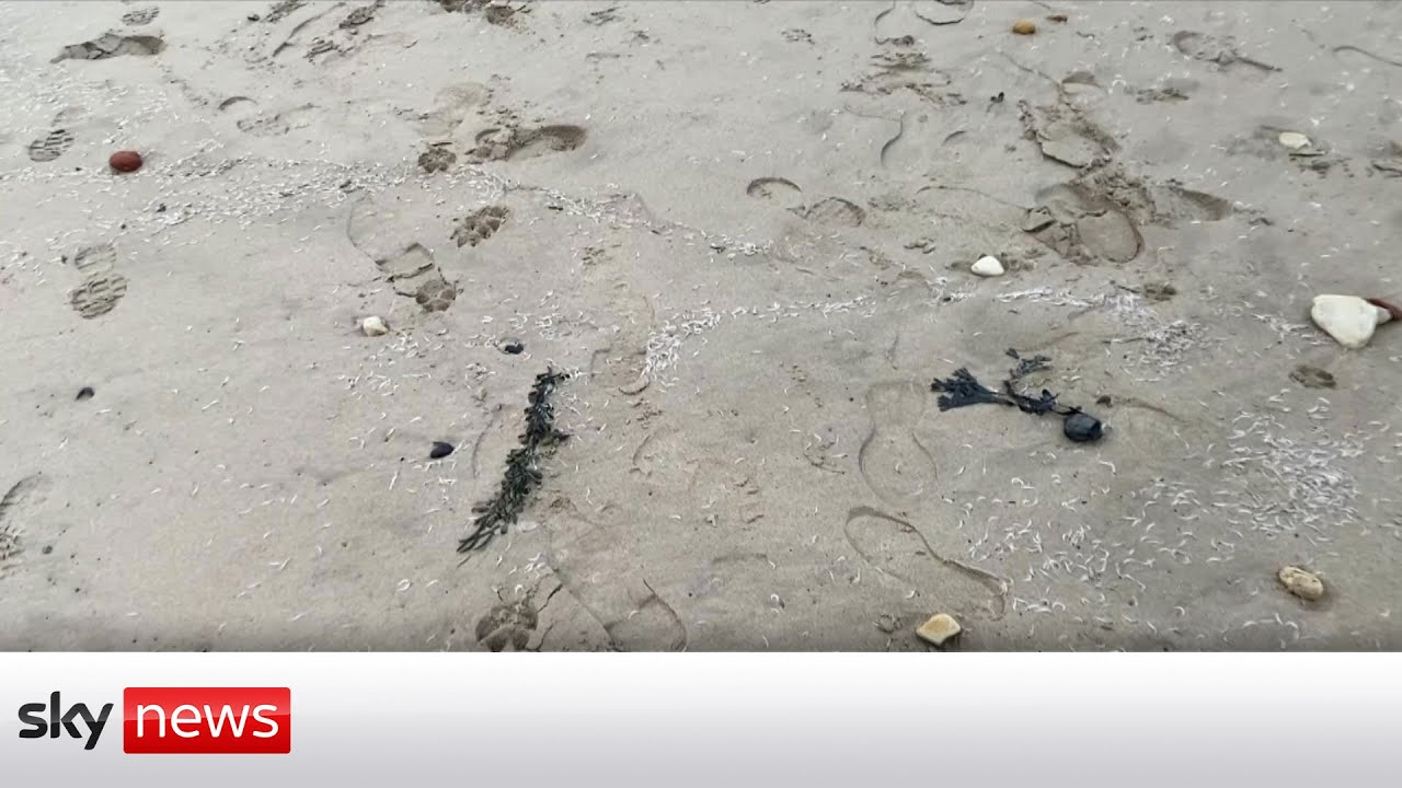 Why is dead marine life washing up on Teesside beaches? - The Global Herald