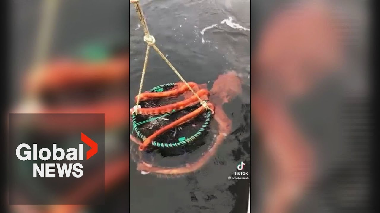 Giant Pacific octopus wrapped around in trap captured in BC viral video ...