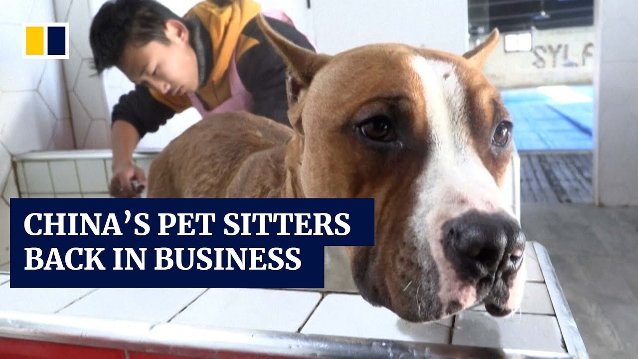 Demand surges for China’s pet-sitting services over Spring Festival ...