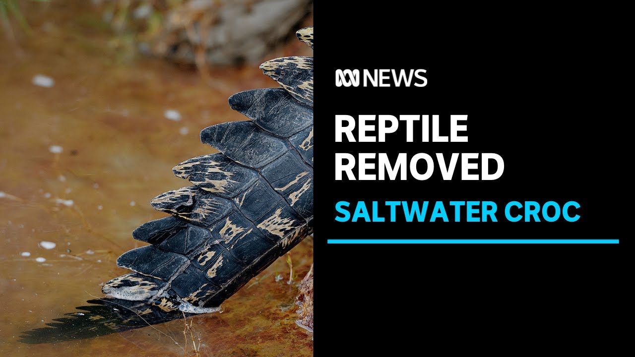 Large croc captured at one of the Northern Territory's most popular ...