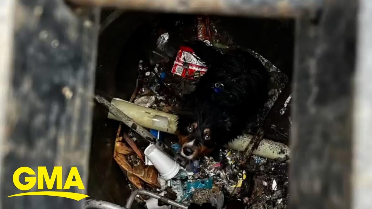 Dog rescued by fire department after being swept into storm drain - The Global Herald