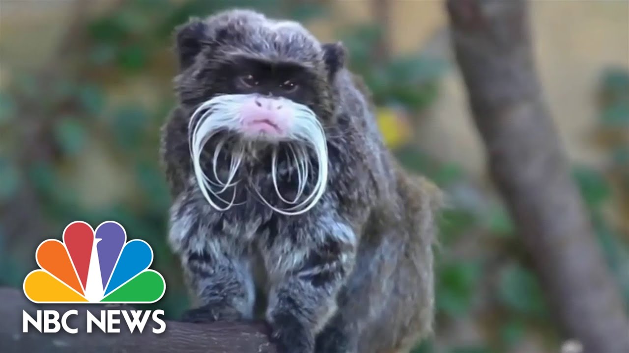 Two missing Dallas Zoo monkeys found inside an abandoned home after a ...