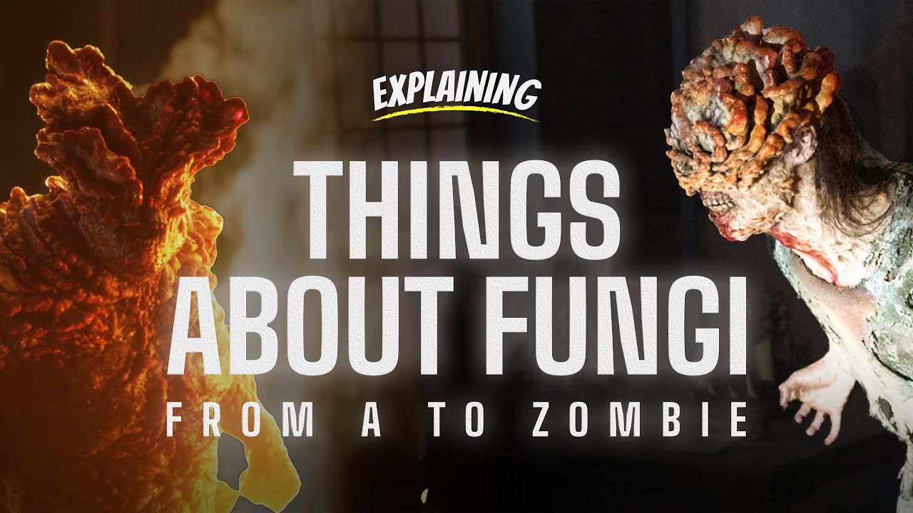 The Last of Us: Things about fungi from A to Zombie - The Global Herald