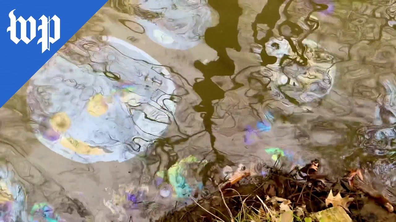 Dead fish and chemical sheen in East Palestine waters - The Global Herald
