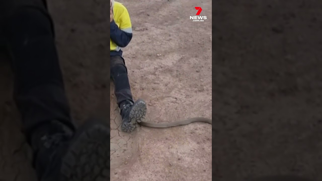 Deadly Eastern brown snake interrupts snake catcher's smoko on the Gold ...