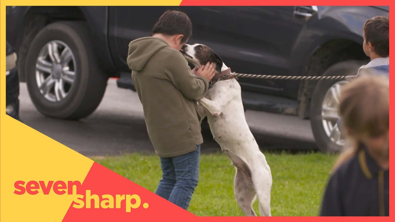 After the cyclone: reconnecting families to their furry friends - The ...