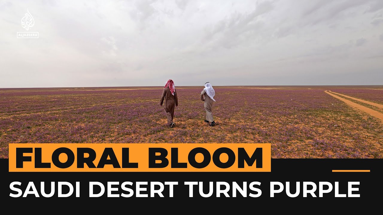 Saudi desert turns purple with floral bloom | Al Jazeera Newsfeed - The ...