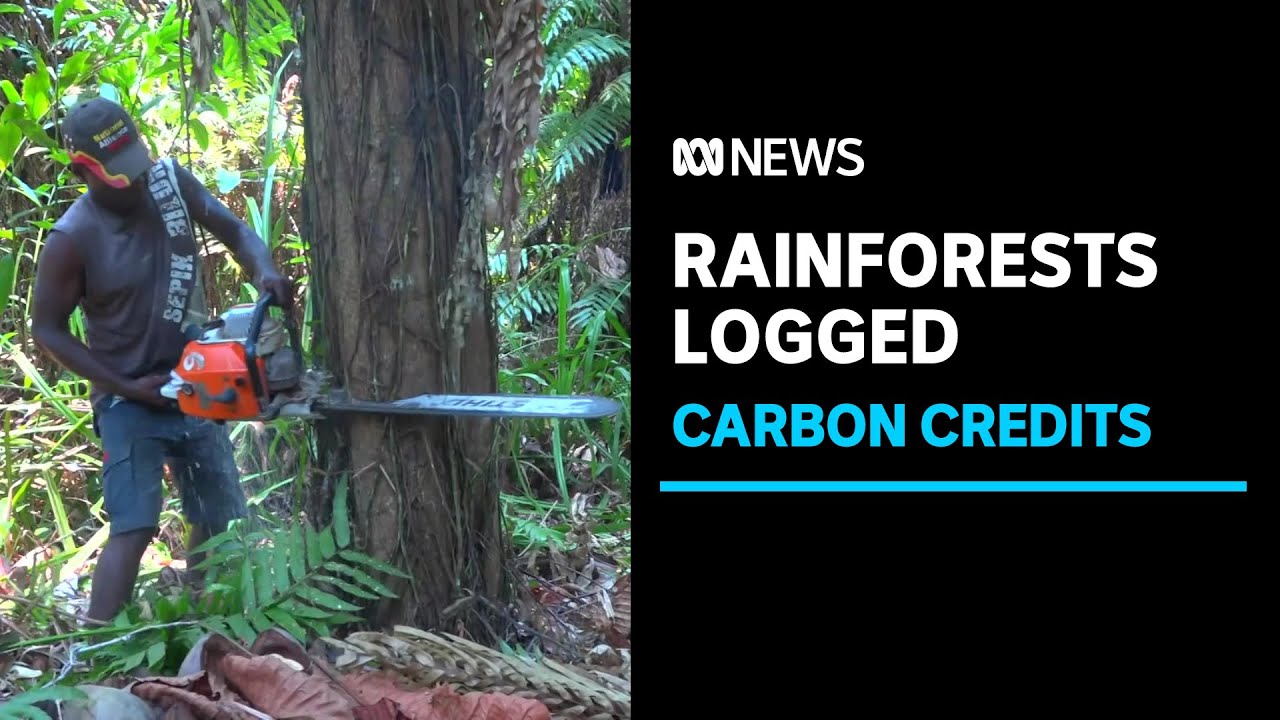 Logging uncovered in rainforest preservation project in PNG | ABC News ...