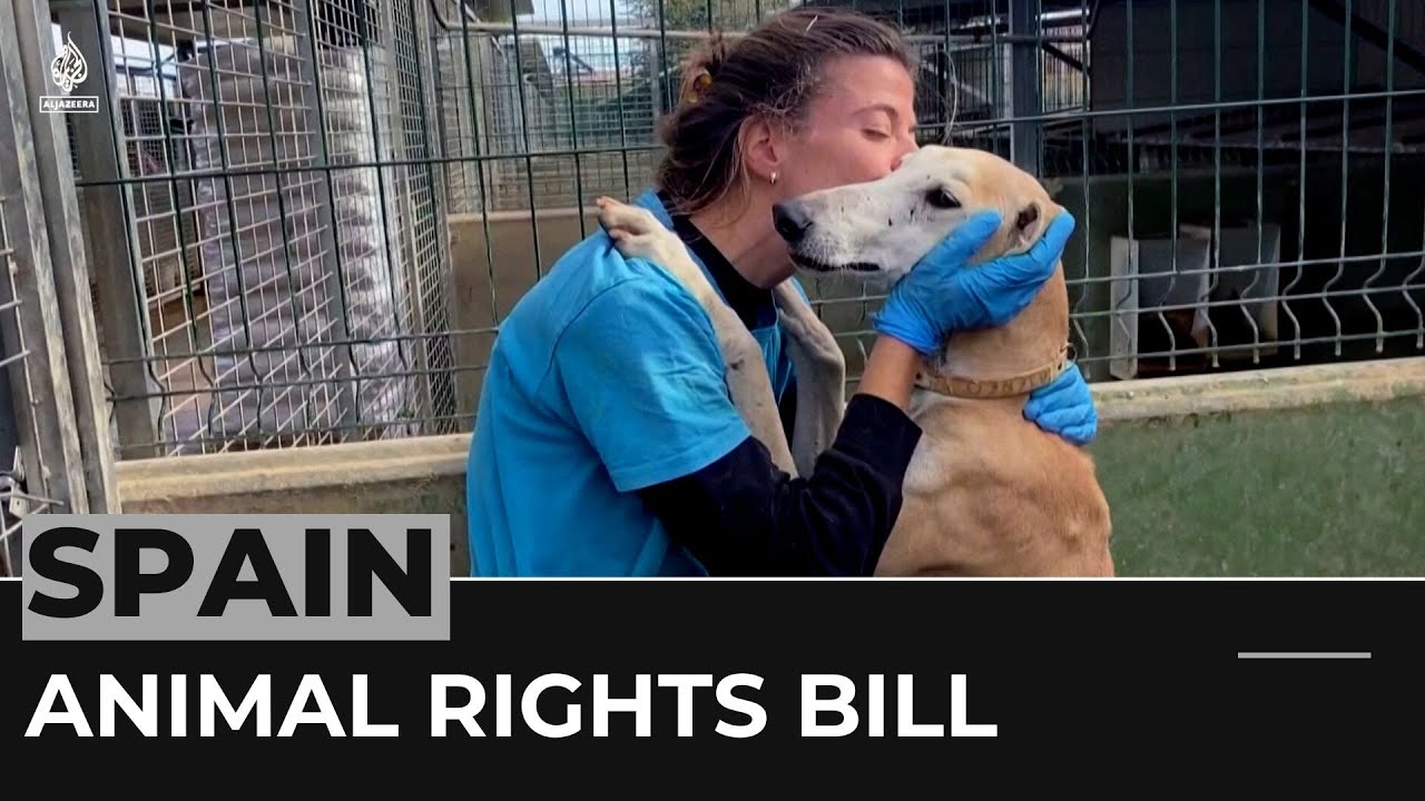 Spain's parliament approves controversial animal rights bill - The ...