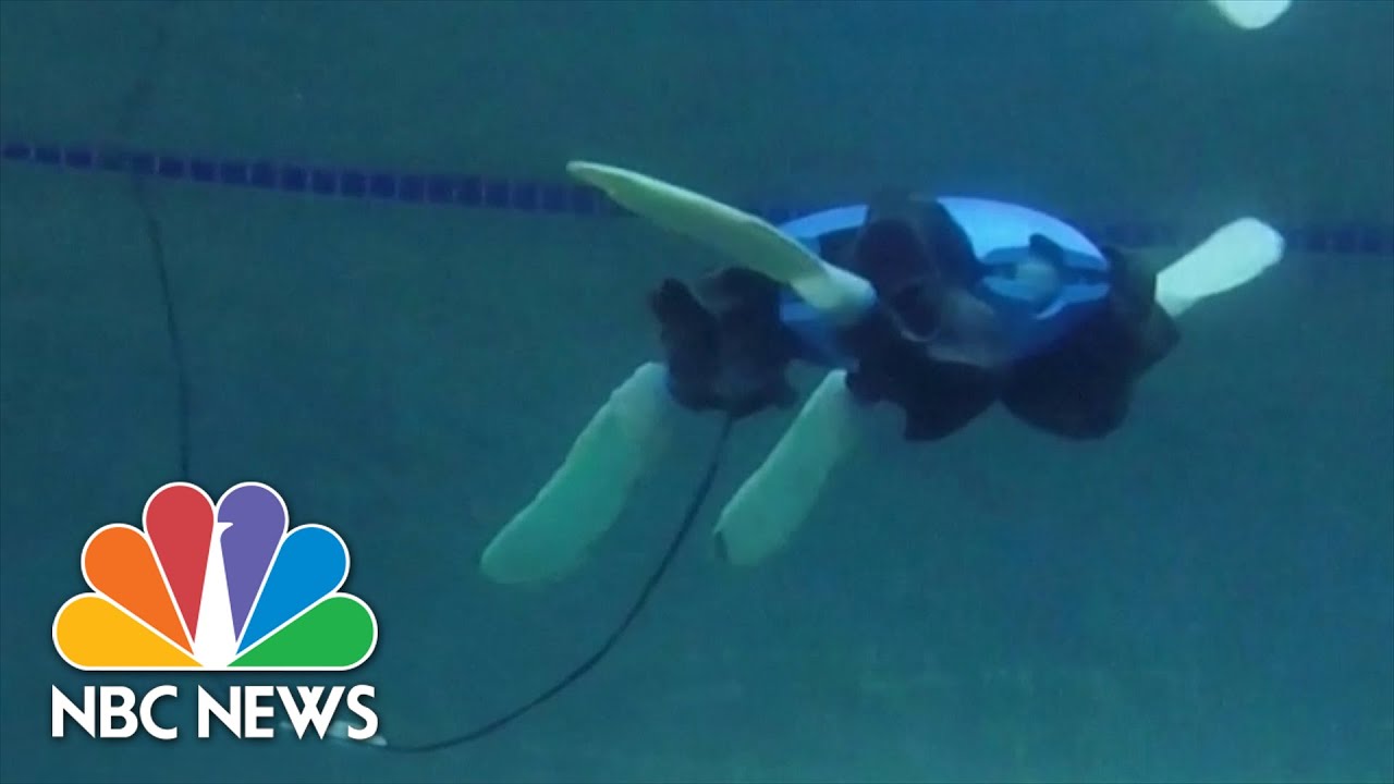 Yale researchers develop turtle-like robot - The Global Herald