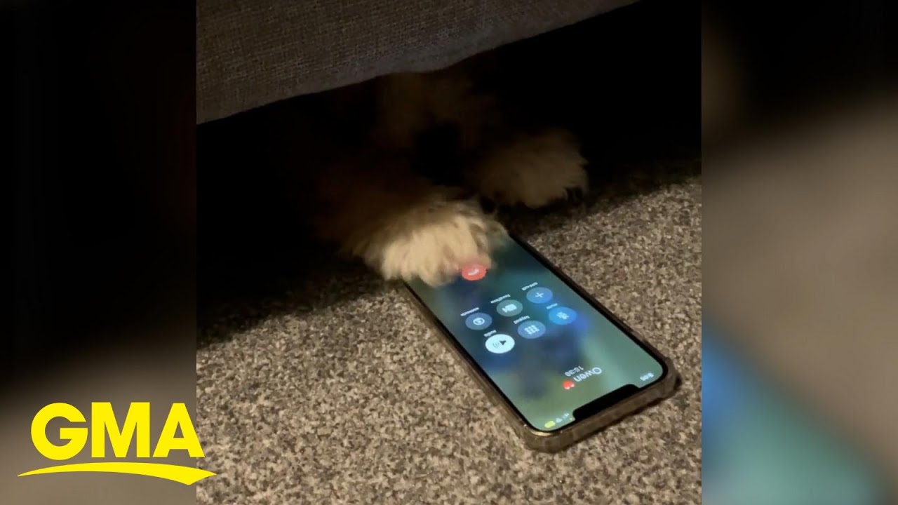 Watch this dog hang up the phone on his owner - The Global Herald