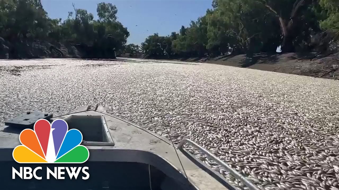 Millions of dead fish clog Australian river after floods and hot ...