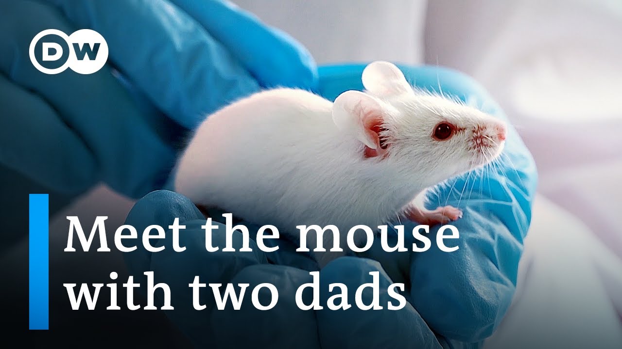 How scientists in Japan bred mice with two fathers | DW News - The ...
