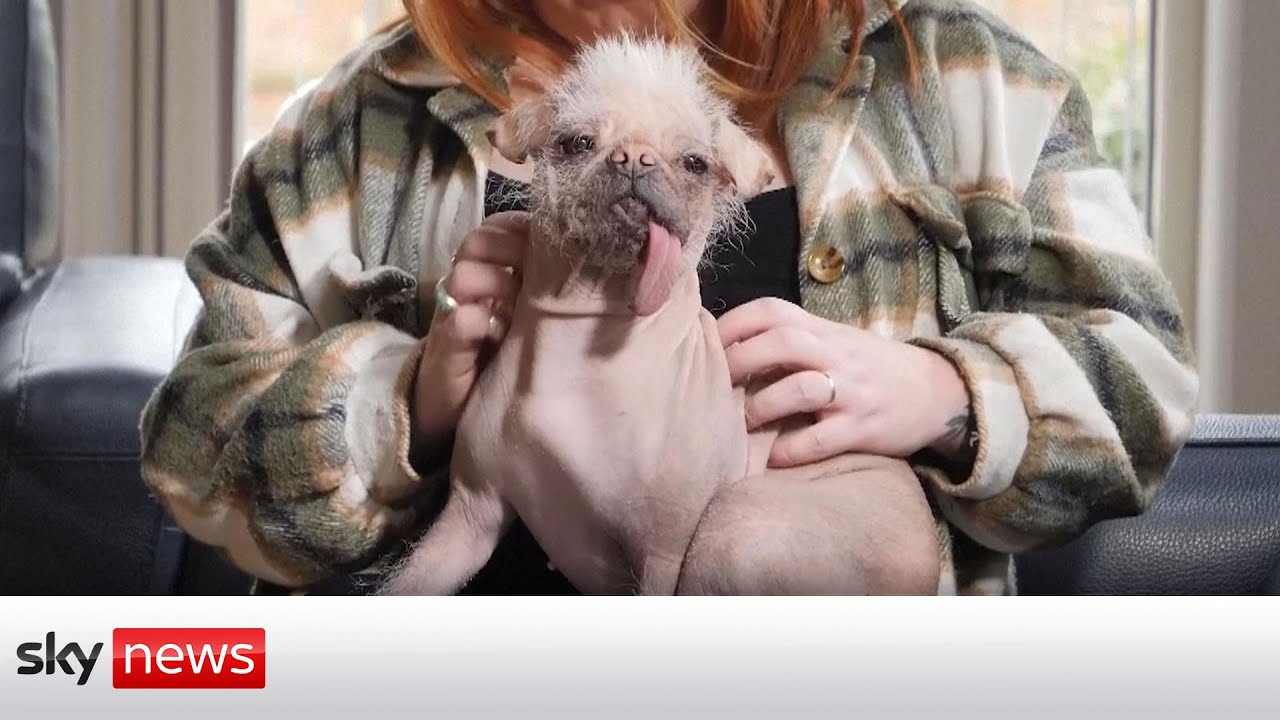 Chinese Crested and Pug cross Peggy crowned Britain's 'ugliest dog' - The Global Herald