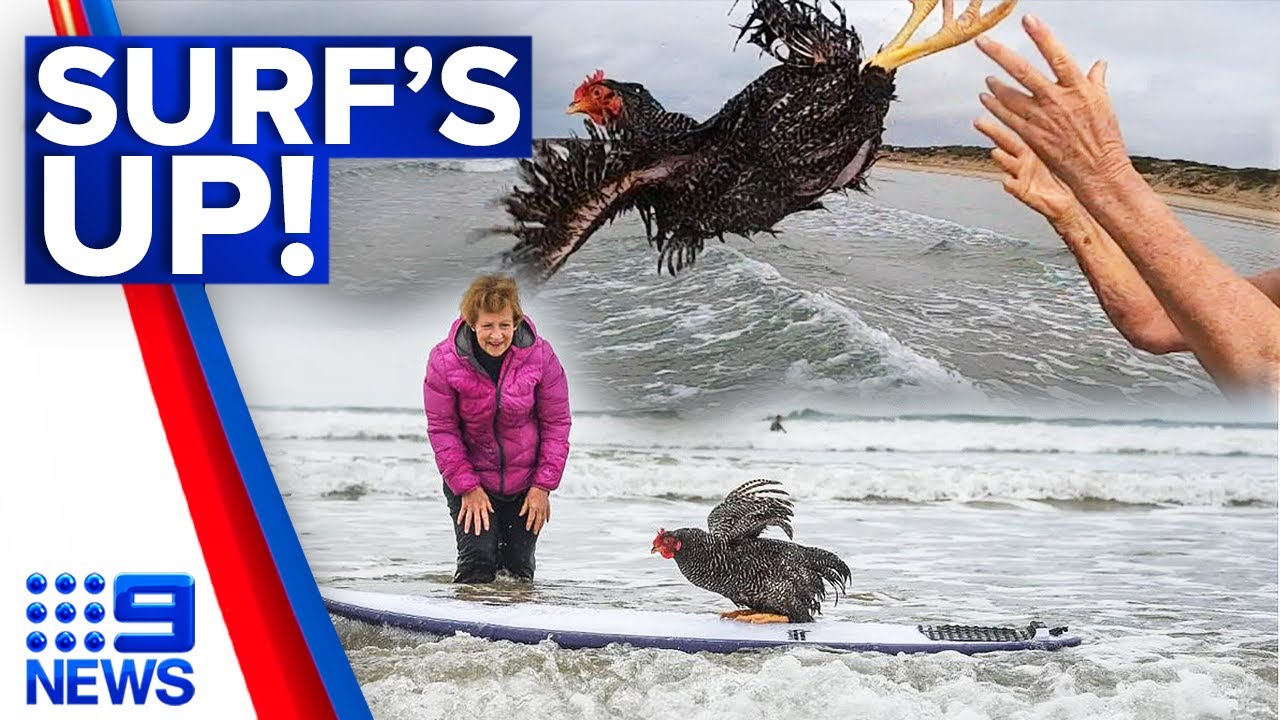 Woman teaches chicken how to surf in Victoria | 9 News Australia - The ...