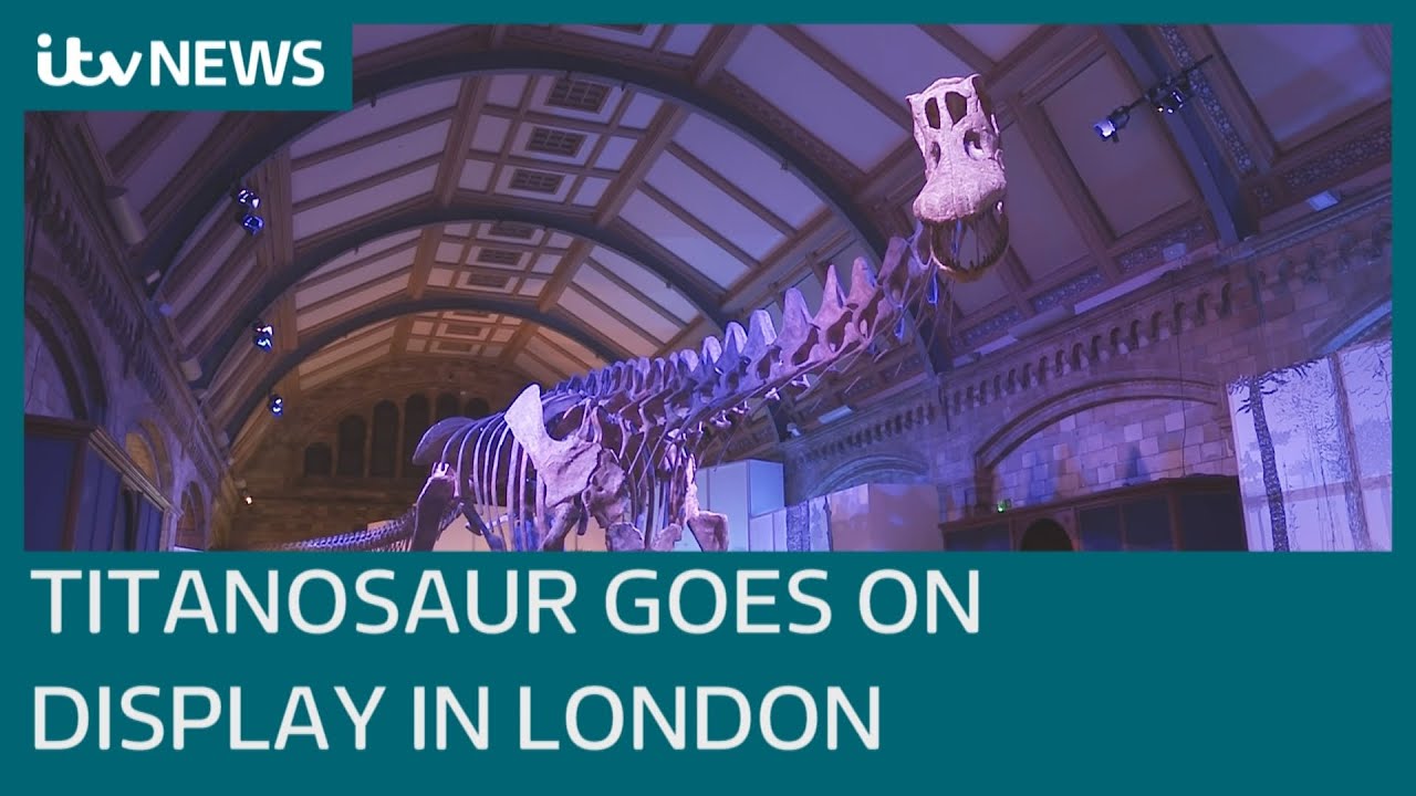 Largest dinosaur ever to walk the Earth goes on display at the Natural ...