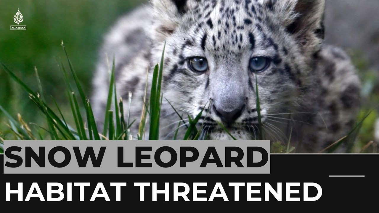 Snow leopard habitat in the Himalayas threatened by climate change ...