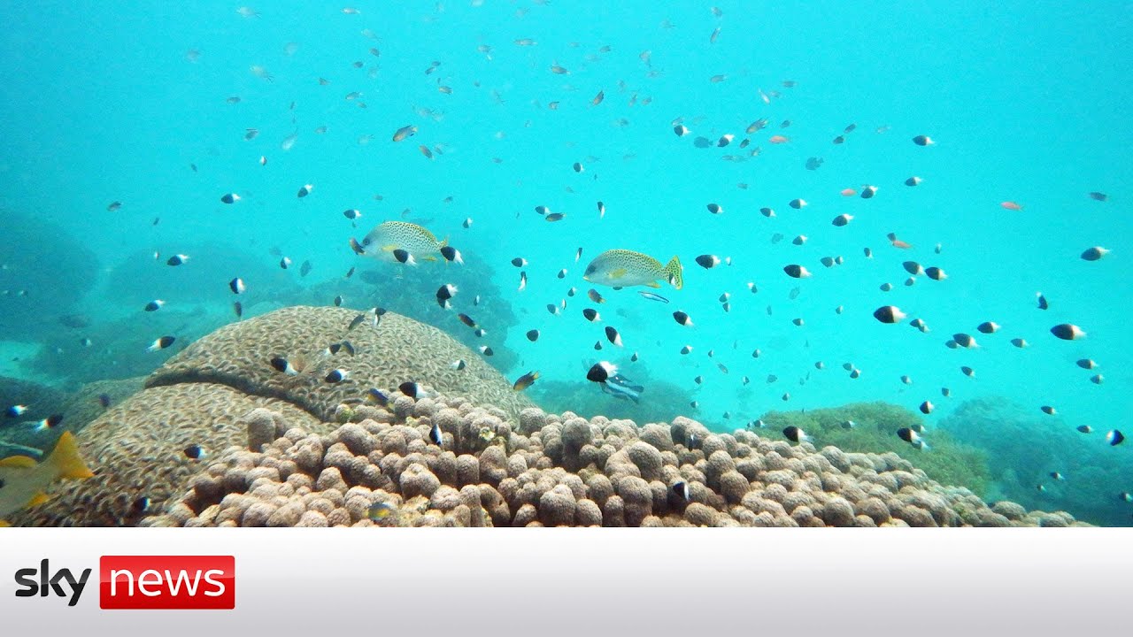 193 nations sign an historic agreement to protect the oceans - The ...