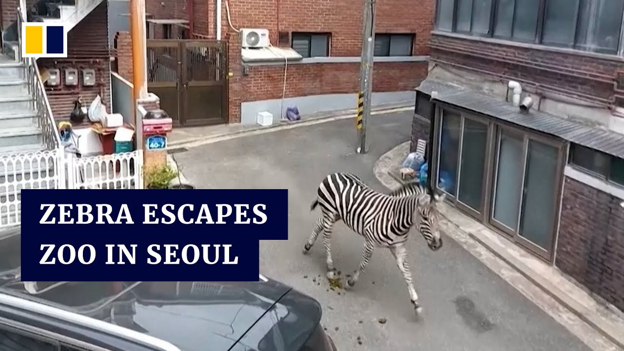 Zebra escape from Seoul zoo ends with recapture after hours of freedom ...
