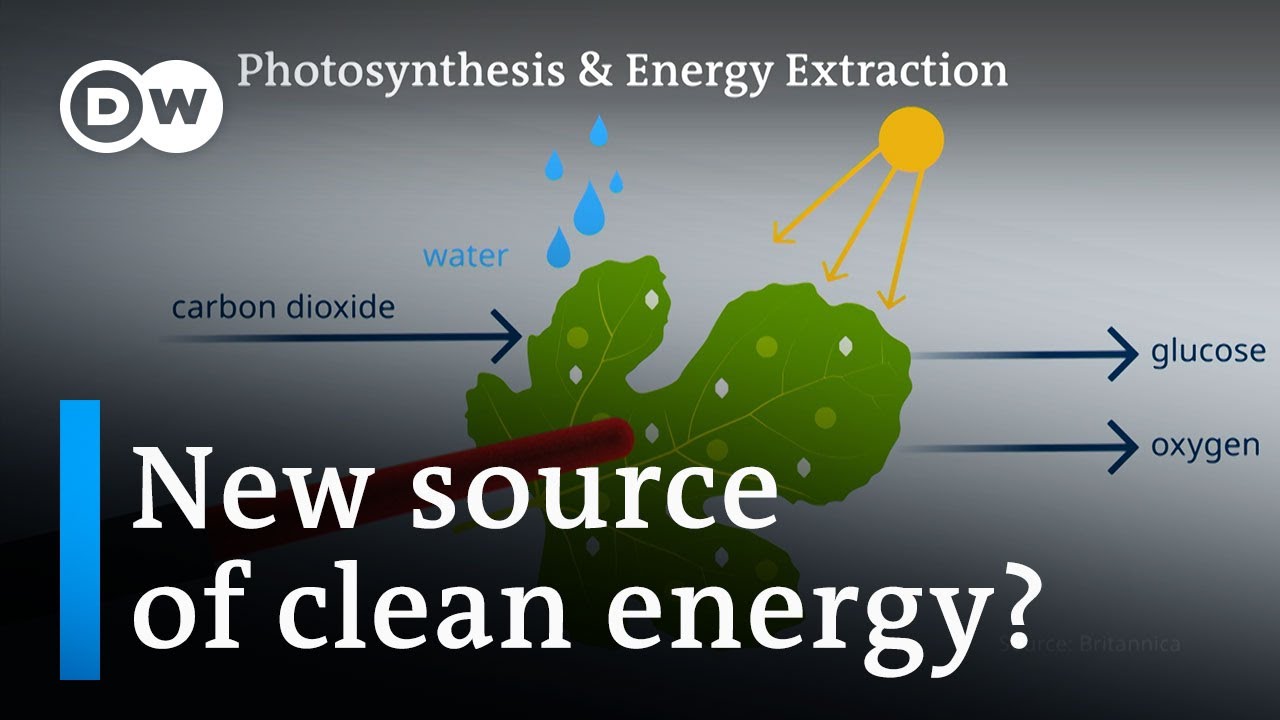 Scientists have found a way to extract energy from photosynthesis | DW ...