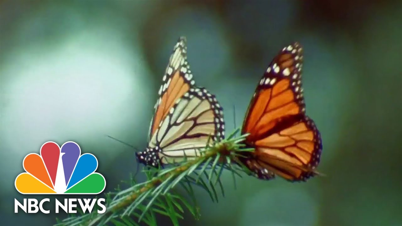 New efforts underway to protect dwindling monarch butterfly population ...