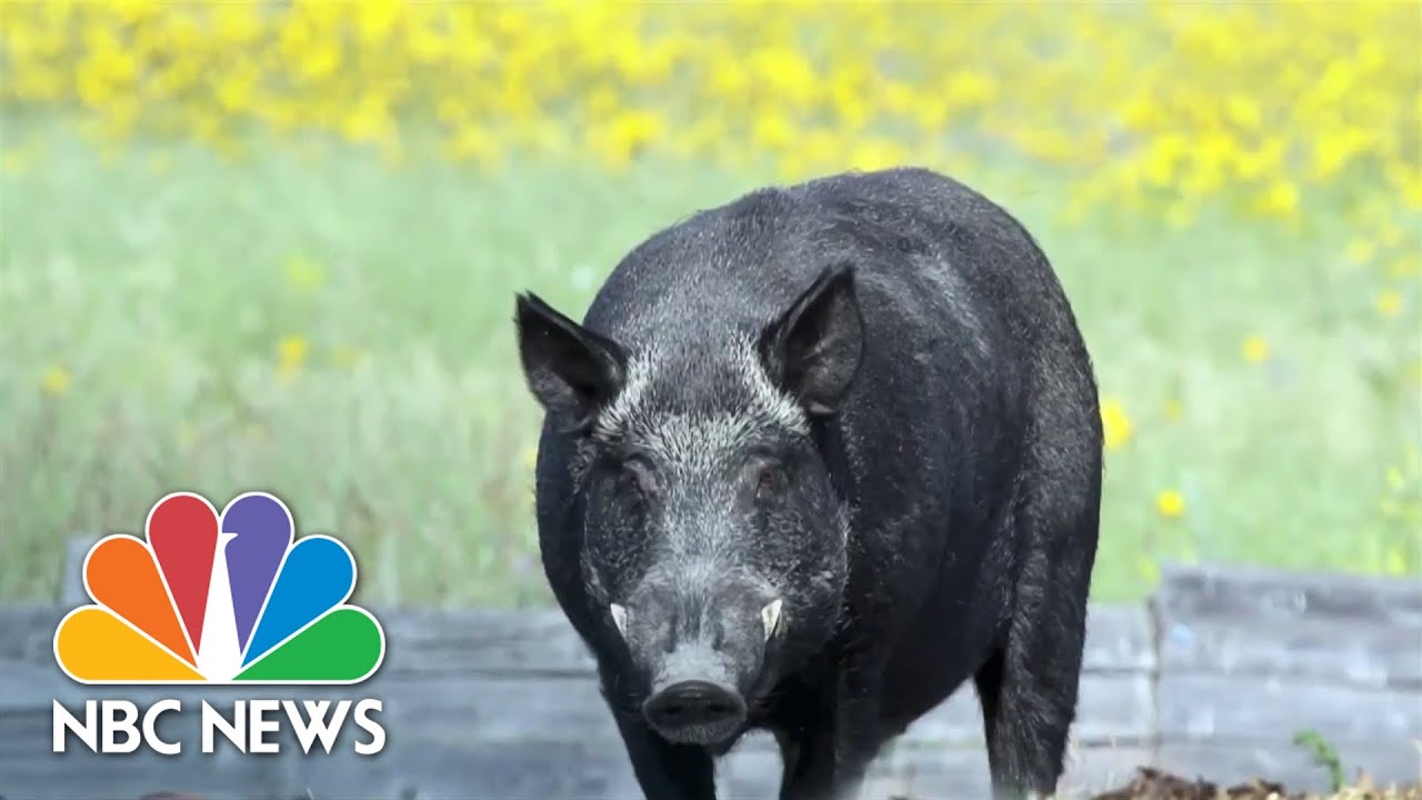 U.S. fighting to stop Canadian 'super pigs' from invading - The Global ...