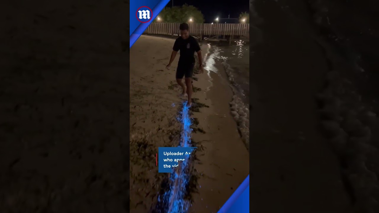 Breathtaking video shows glowing algae lighting up a beach - The Global ...