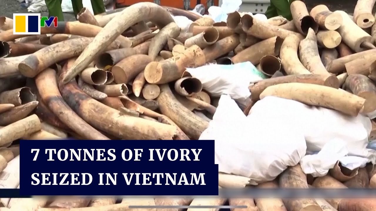 Vietnam seizes the largest haul of smuggled African ivory in more than ...