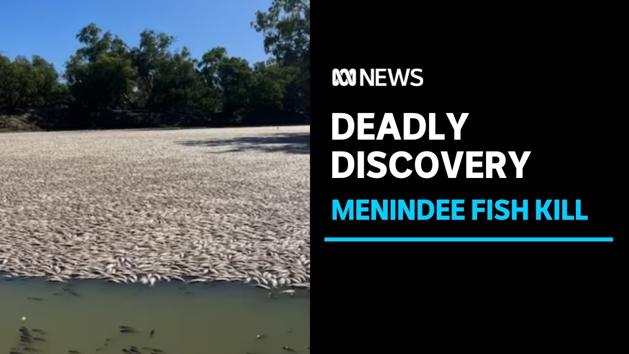 Massive fish kill at Menindee under investigation | ABC News - The ...