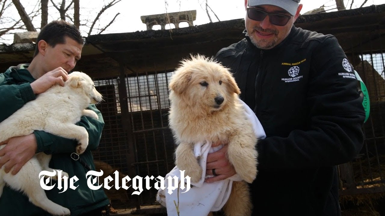 Rescue of 200 dogs destined for slaughterhouse in South Korea begins ...