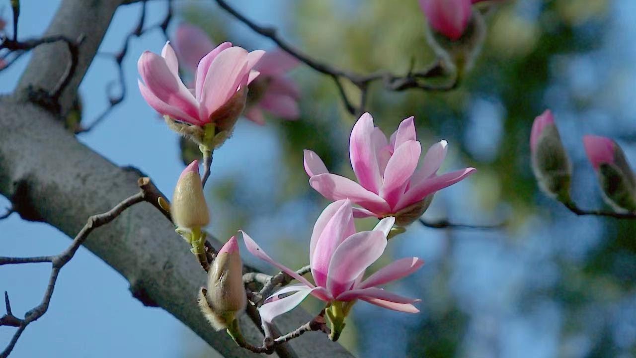 Live: Over 400-year-old flower blooms in NW China - The Global Herald