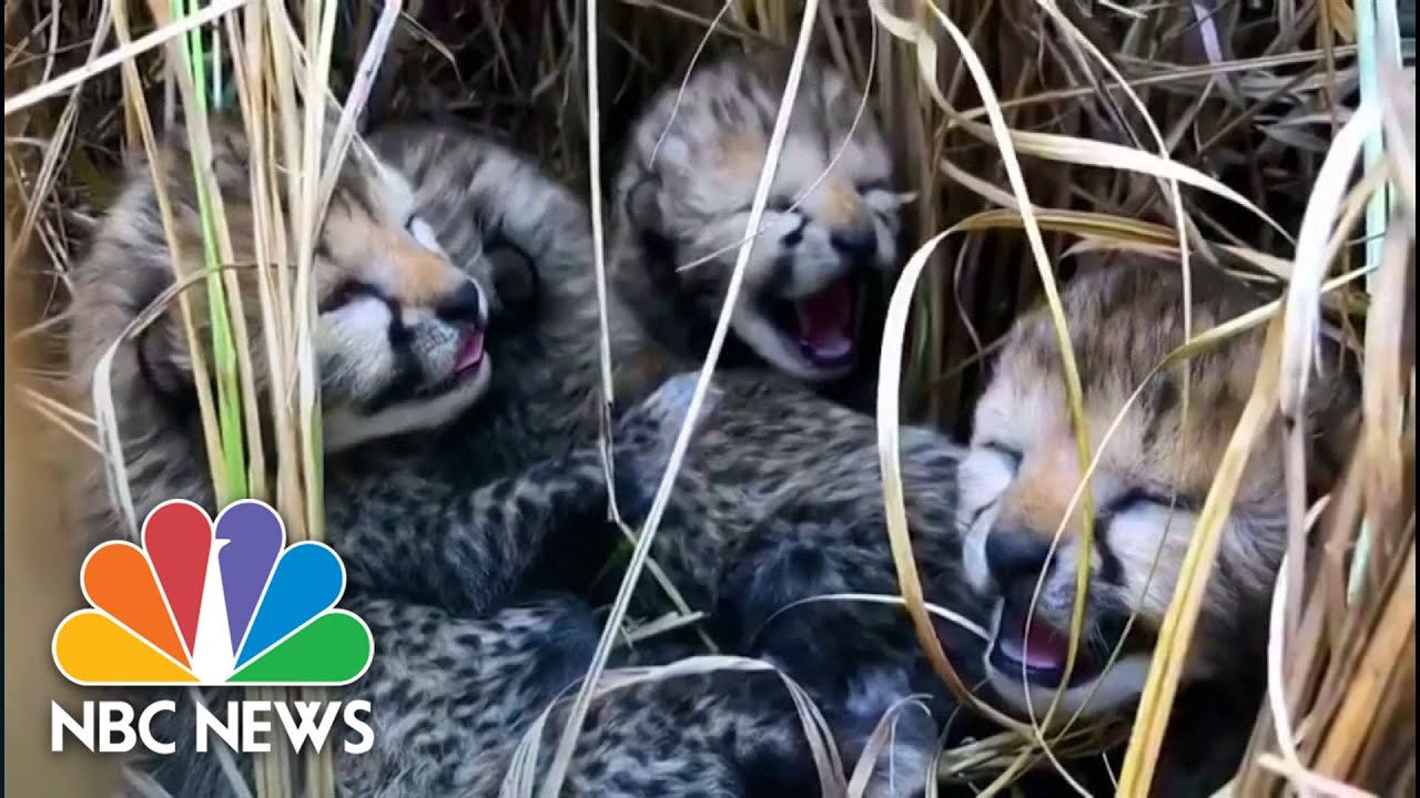 Watch: Four cheetah cubs born in India after pioneering restoration ...