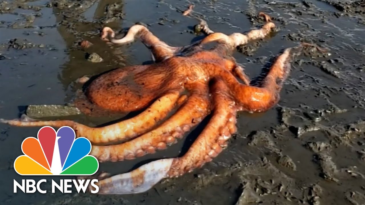 Watch: Giant Pacific octopus rescue caught on camera - The Global Herald