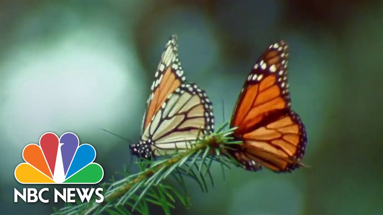 New efforts underway to protect dwindling monarch butterfly population ...