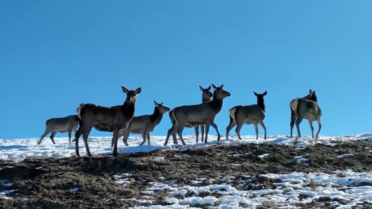 Tian Shan wapiti in Xinjiang foraging in melting snow as spring ...