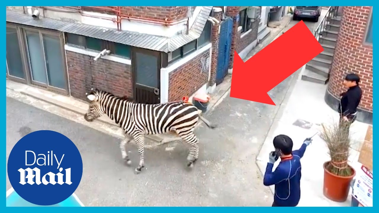 Zebra escapes from zoo and causes chaos on Seoul streets - The Global ...