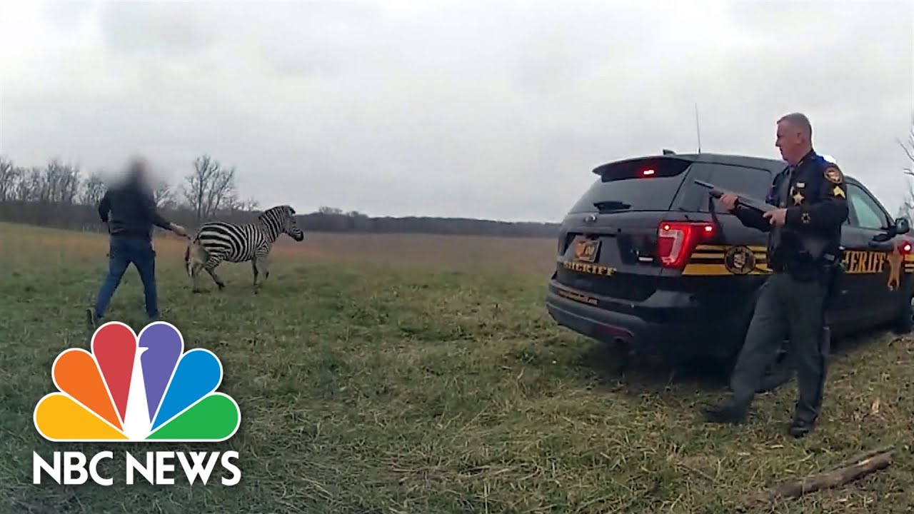 Ohio man hospitalized following zebra attack - The Global Herald