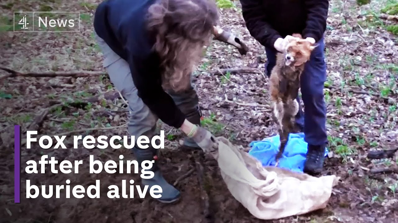 Hunt suspended after video reveals fox buried alive - The Global Herald