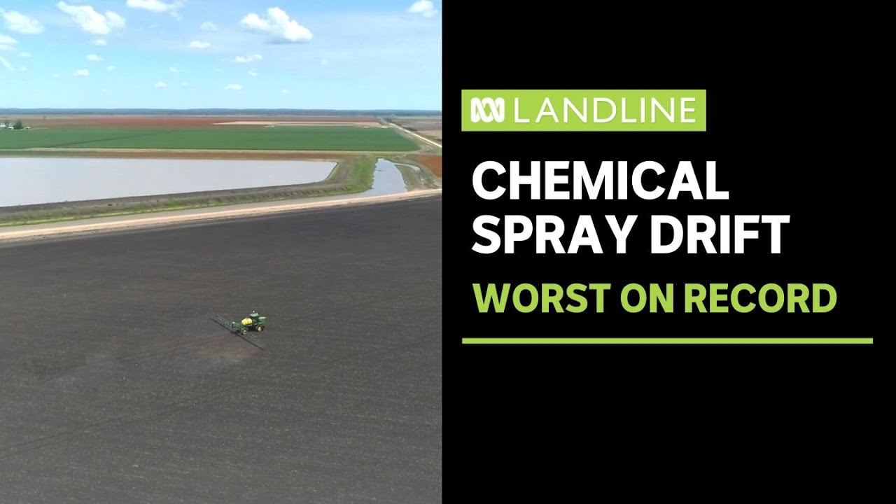 Drift from chemical spray causes millions in damage to cotton crops ...