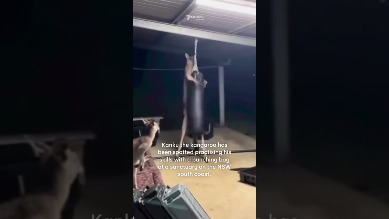 Kanku the kangaroo spotted practising punching skills | 7NEWS - The ...