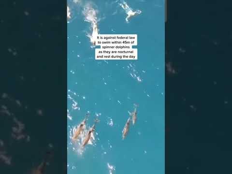 Swimmers accused of 'aggressively harassing and pursuing' pod of wild ...