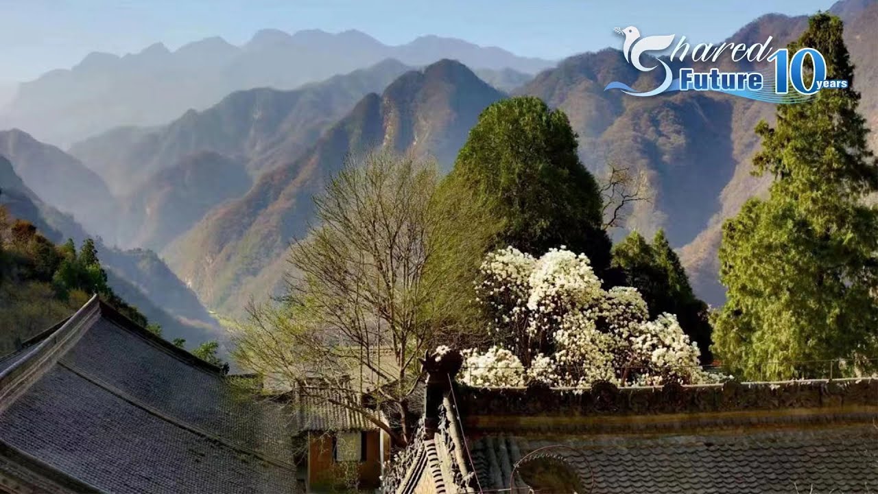 Live: Yulan magnolias herald spring in ancient temple in NW China - The ...