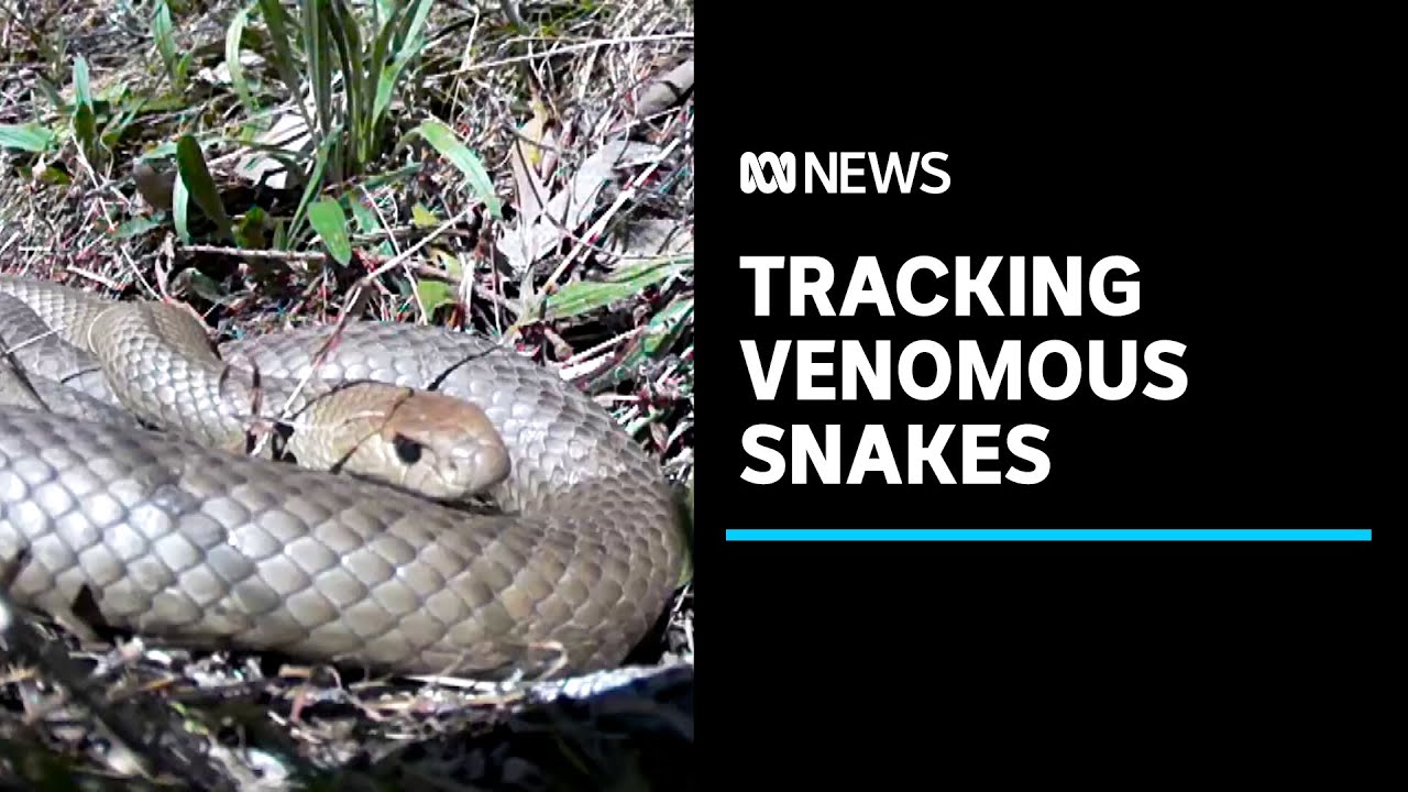 Tracking one of Australia's most venomous snakes | ABC News - The ...