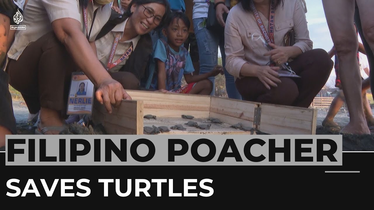 Reformed Filipino poachers help save endangered turtles - The Global Herald