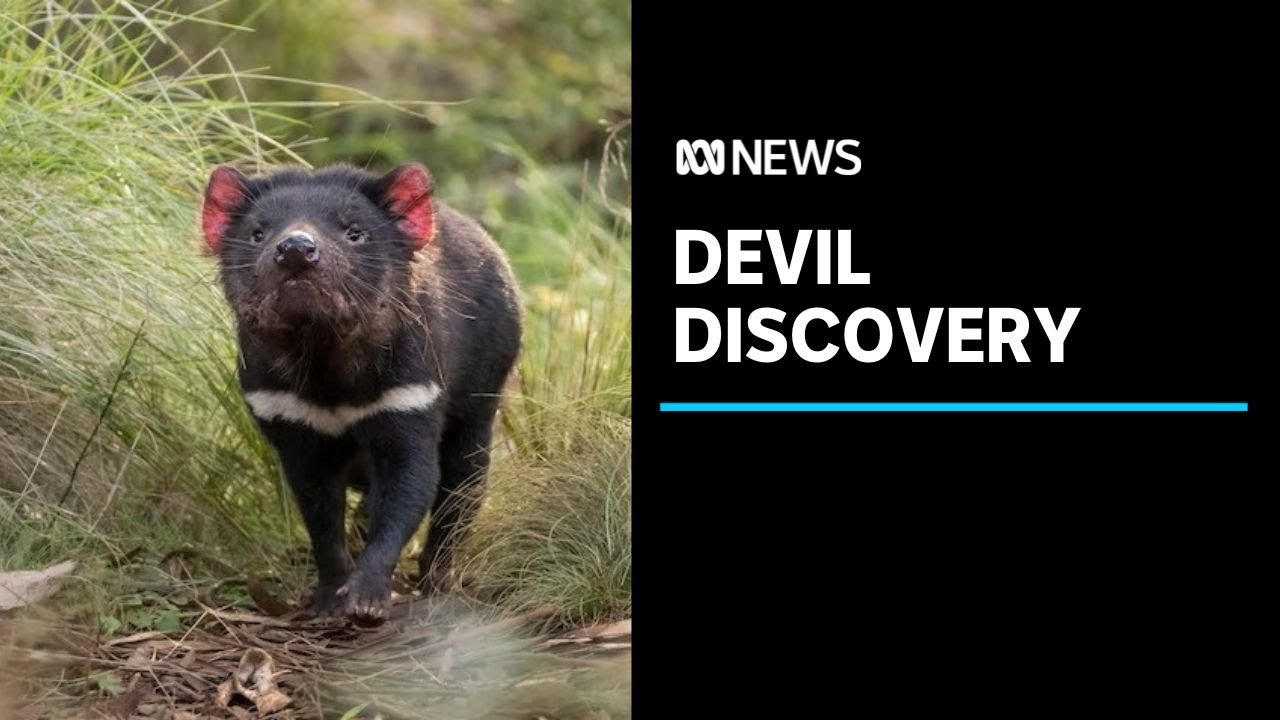 Tasmanian devil facial tumour disease found in once disease-free north ...